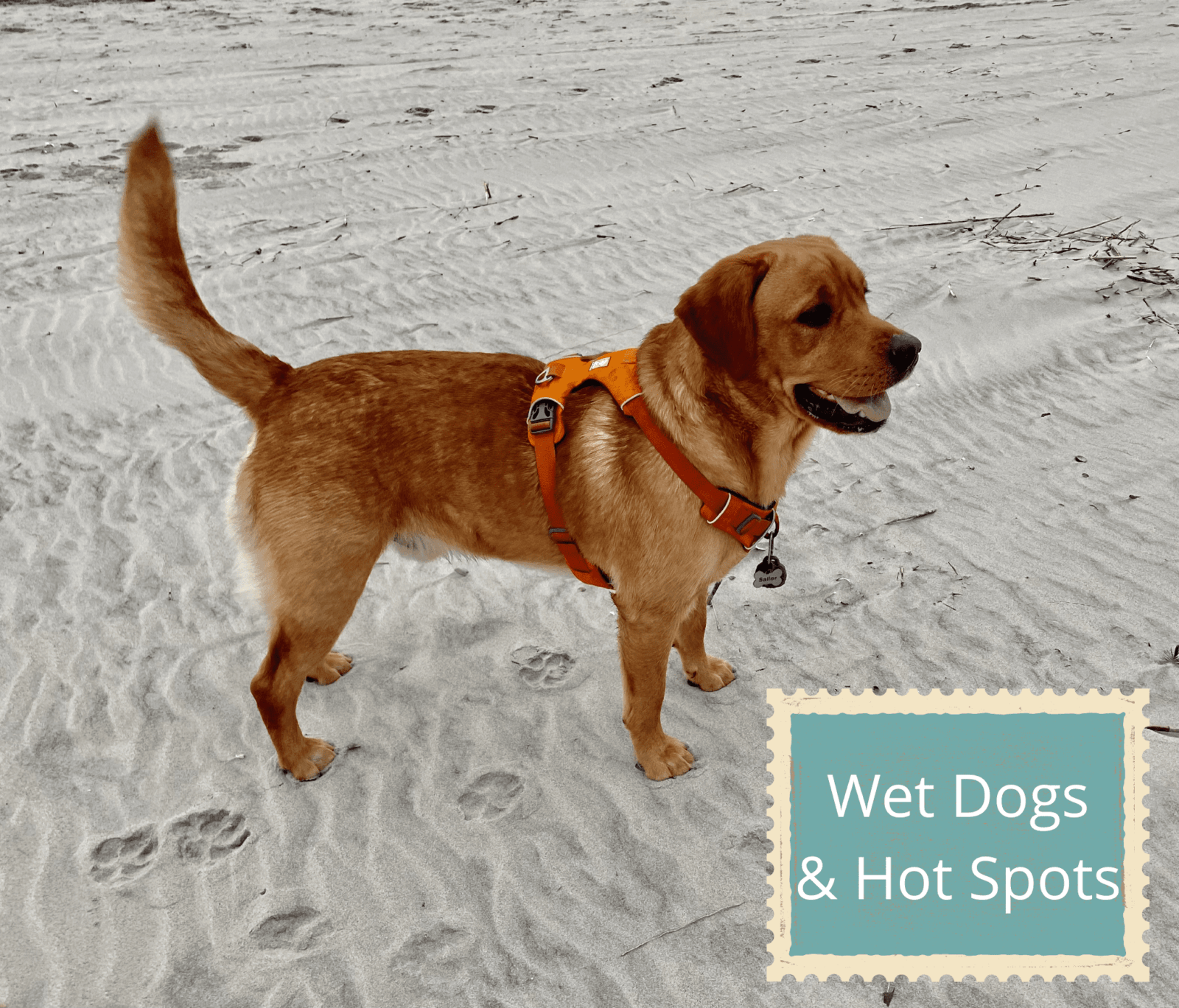 Wet Dogs and Hot Spots | Downward Paws