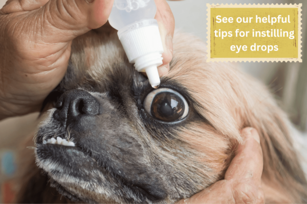 Eye Discharge in Dogs, Symptoms, Treatment, and Causes | Downward Paws