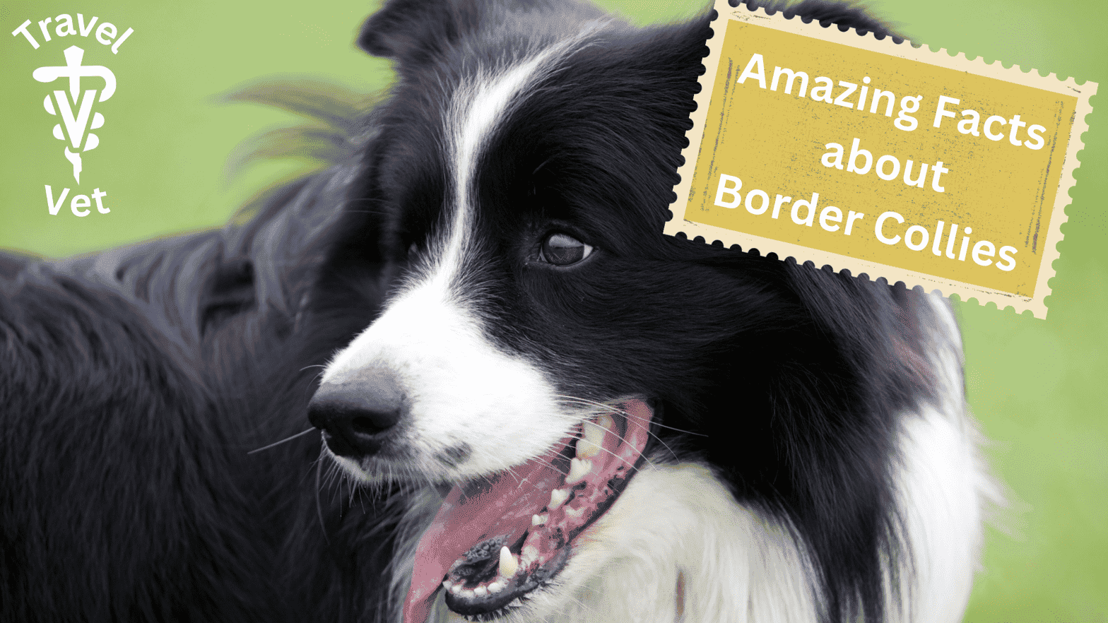 Unveiling the Secrets of Border Collies: What Vets Want You to Know ...